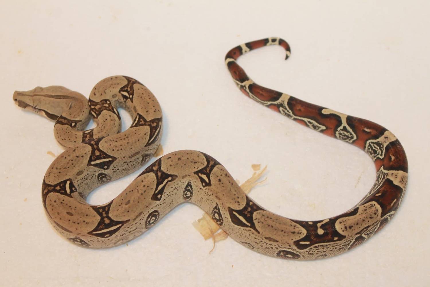 Peruvian Iquitos Stockl Bloodline True Red-Tailed Boa Constrictor by ...