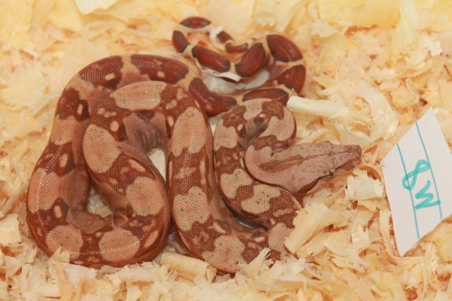 VPI Pink Panther 50% Het Blood Boa Constrictor by All Star Constrictors ...