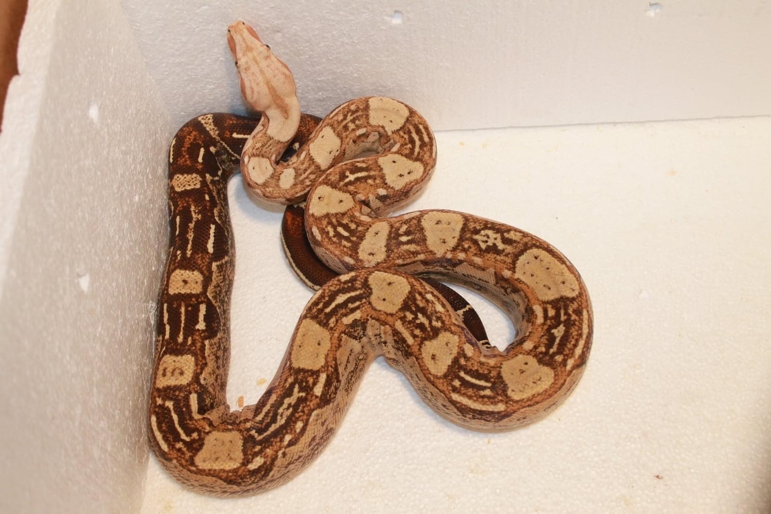 VPI PInk Panther Aztec Boa Constrictor by All Star Constrictors ...
