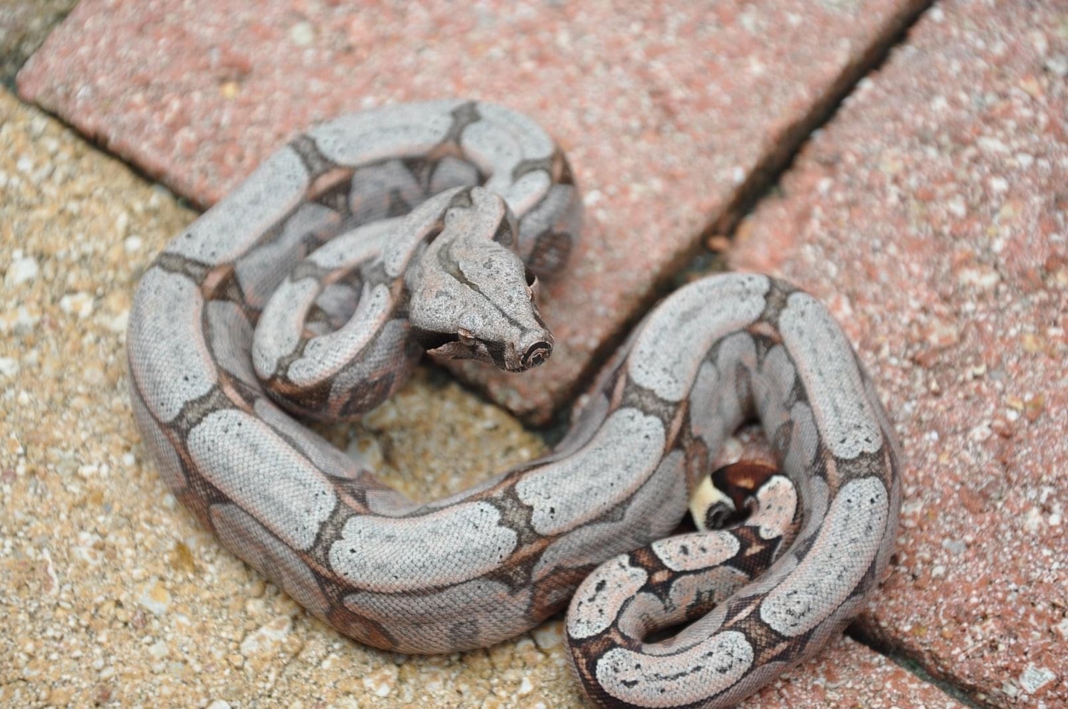 Bolivian Amarali Short Tail Boa Short-tailed Boa Constrictor by All ...