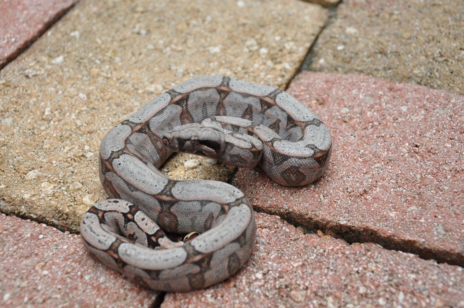 Bolivian Amarali Short Tail Boa Short-tailed Boa Constrictor by All ...