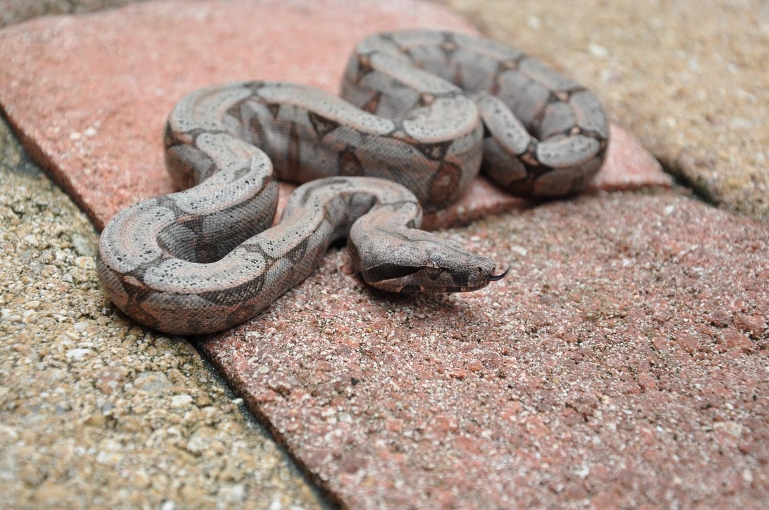 Bolivian Amarali Short Tail Short-tailed Boa Constrictor by All Star ...
