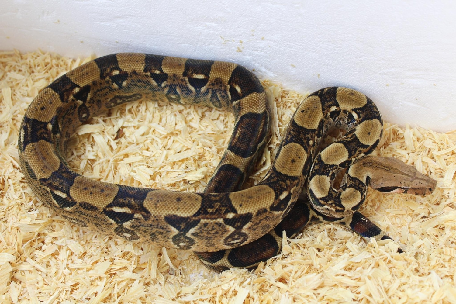 Mandarin Belly Raptor Poss Amber