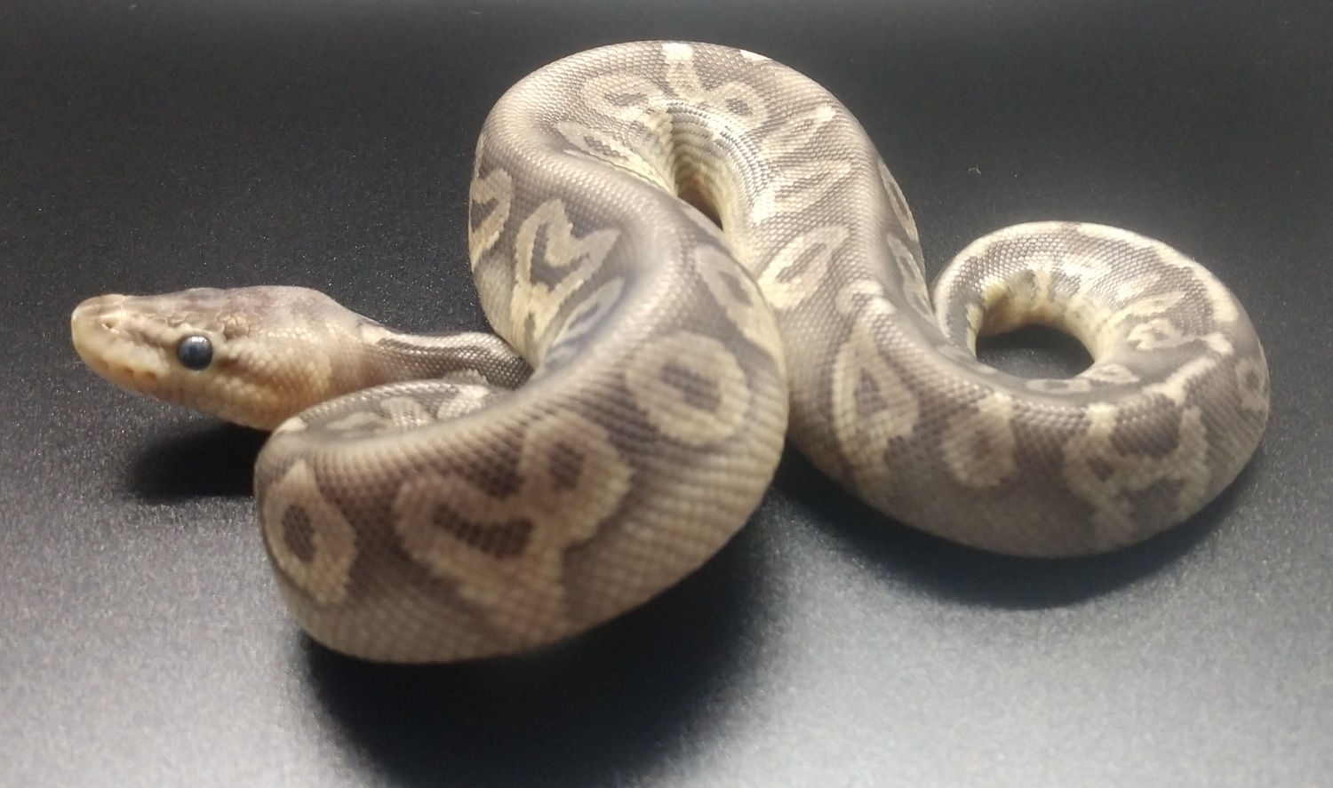 Super Pastel Chocolate Cinnamon 100% Het Desert Ghost 50% Het Hypo Ball ...