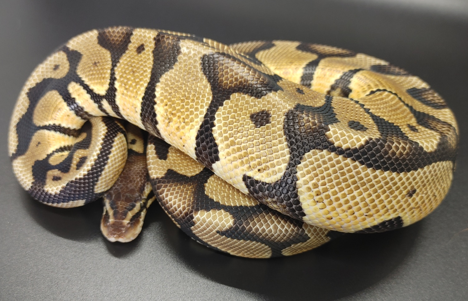 Pastel Chocolate Enchi Het Desert Ghost 50% Het Hypo Ball Python by ...