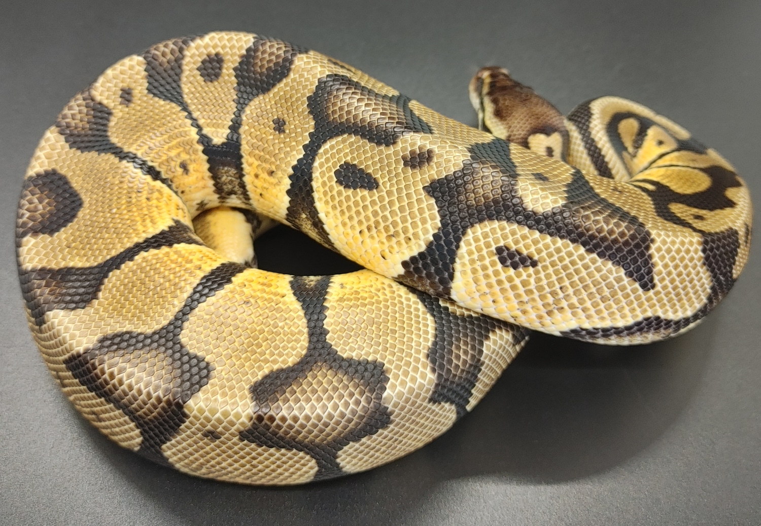 Pastel Chocolate Enchi Het Desert Ghost 50% Het Hypo Ball Python by ...