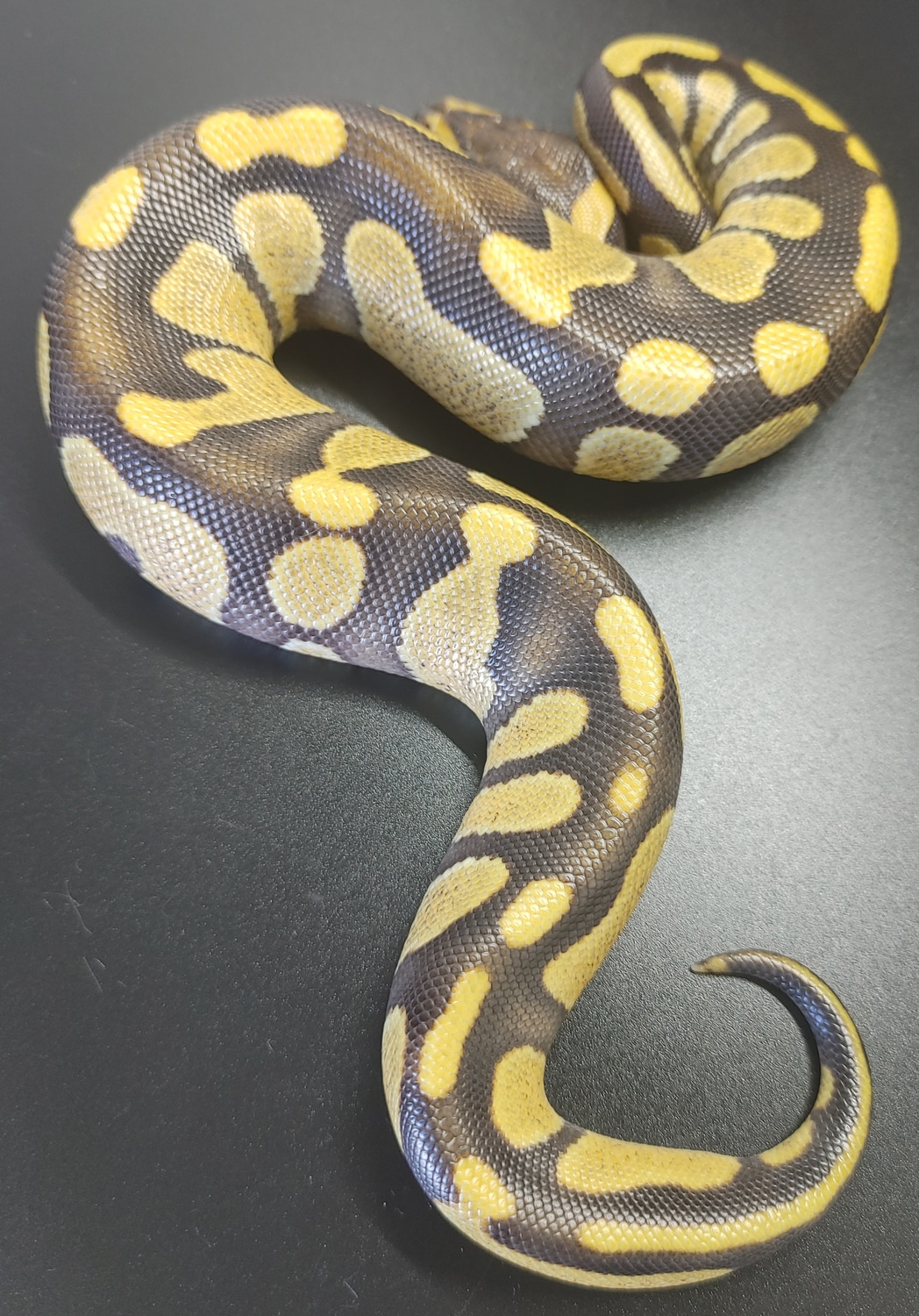 Enchi Chocolate Desert Ghost Hypo Ball Python by Rich Nagle Reptiles ...