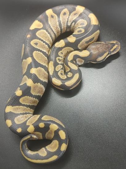 Chocolate Desert Ghost Het Hypo Ball Python by Rich Nagle Reptiles