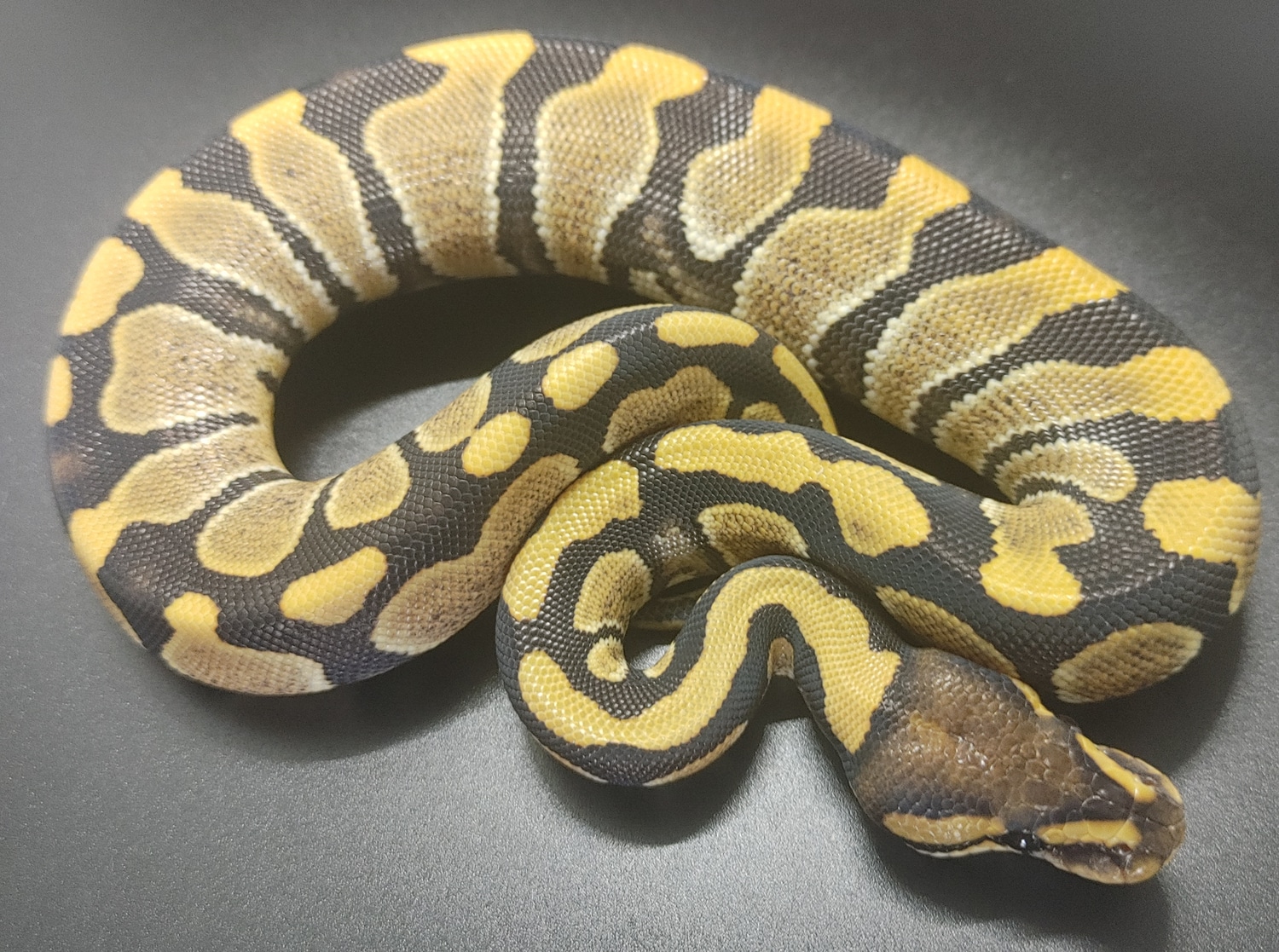 Chocolate Enchi Desert Ghost Het Hypo Ball Python by Rich Nagle ...