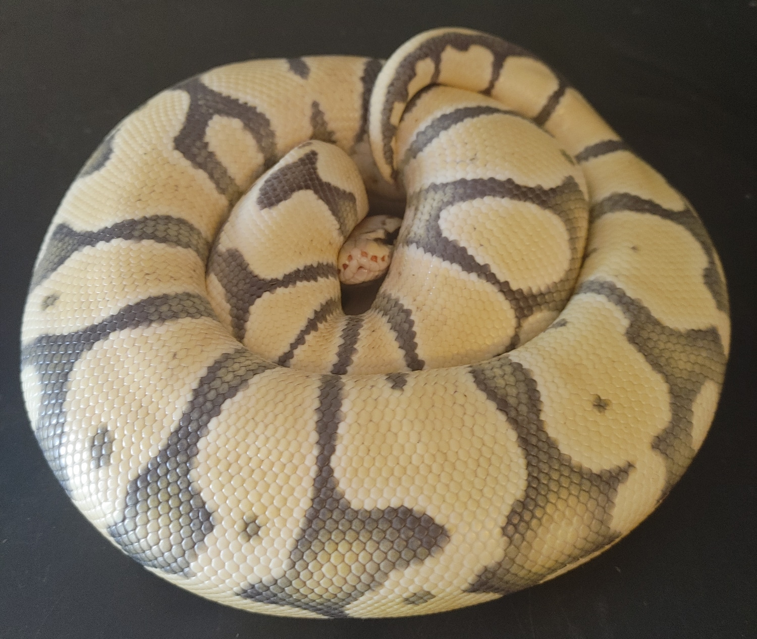 Pastel Chocolate Enchi Desert Ghost Het Hypo Ball Python by Rich Nagle ...