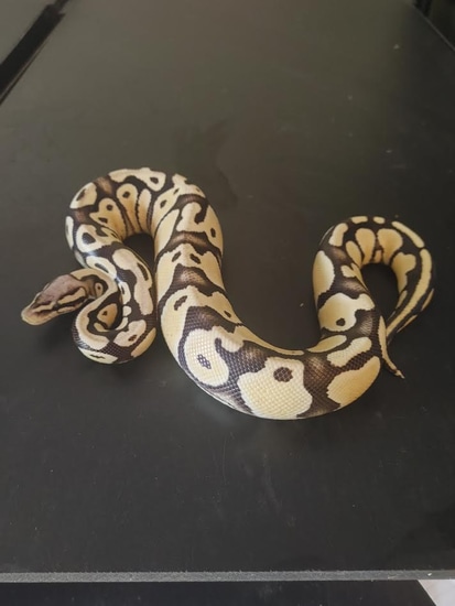 Pastel Enchi Desert Ghost Het Hypo Ball Python by Rich Nagle Reptiles