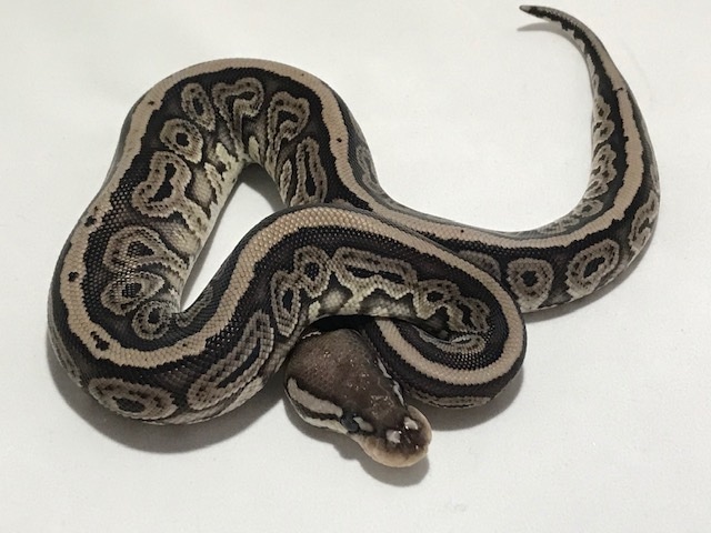 Gargoyle Red Stripe Ball Python by Treasure State Reptiles - MorphMarket