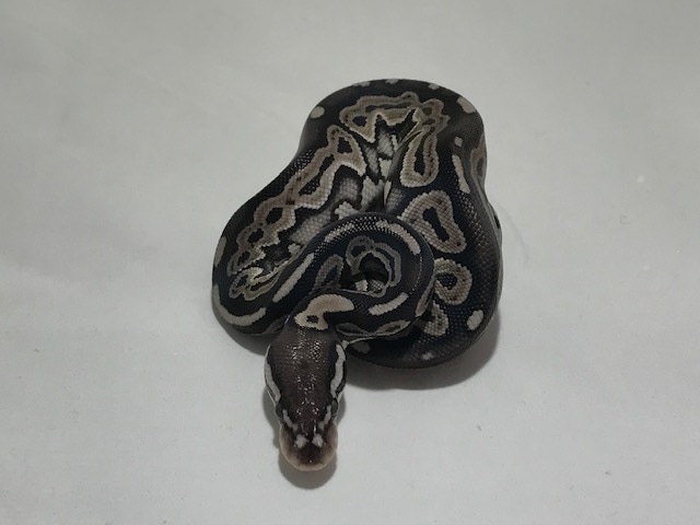 Gargoyle Ball Python by Treasure State Reptiles - MorphMarket