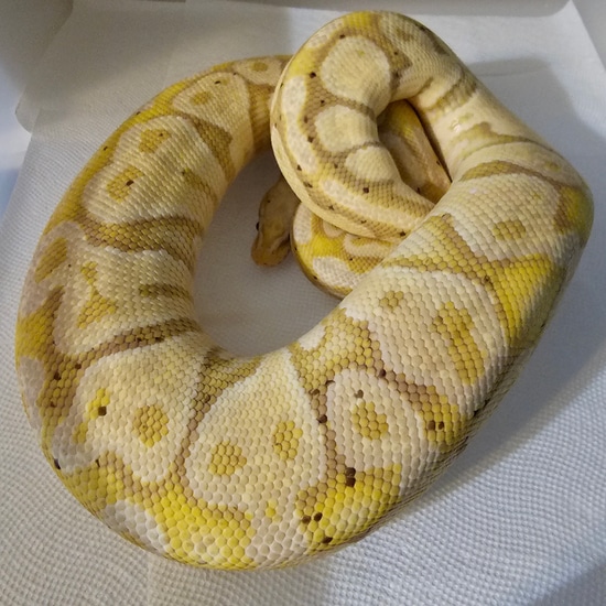 Pastel Banana Ball Python by Next Day Noodles