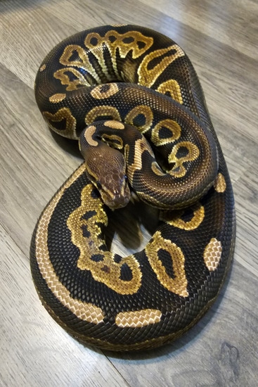 Proven Cinnamon Ball Python by Next Day Noodles