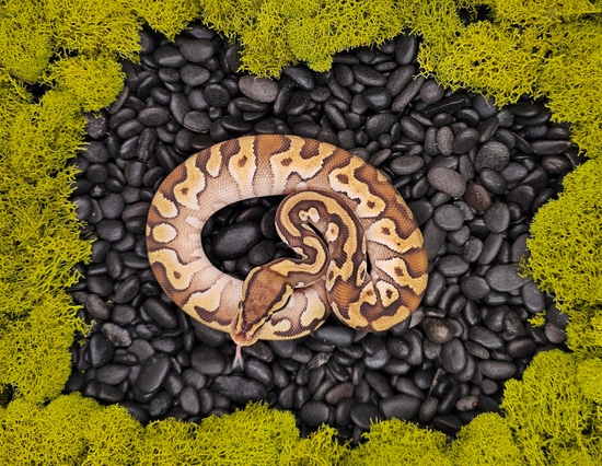 Pastel Enchi Mojave Het Clown Ball Python by Next Day Noodles