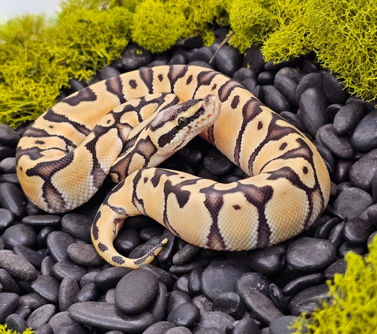 Super Pastel Enchi Het Clown Ball Python by Next Day Noodles