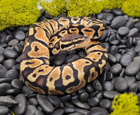 Pastel Het Clown Ball Python by Next Day Noodles
