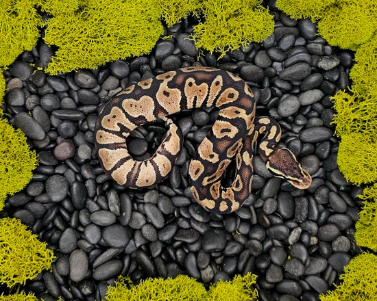 Pastel Ball Python by Next Day Noodles