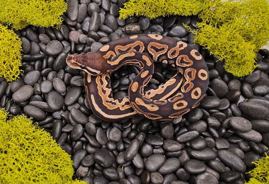 Cinnamon Ball Python by Next Day Noodles