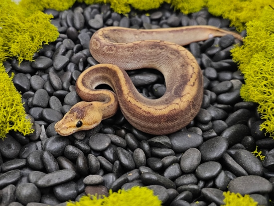Champagne Ball Python by Next Day Noodles