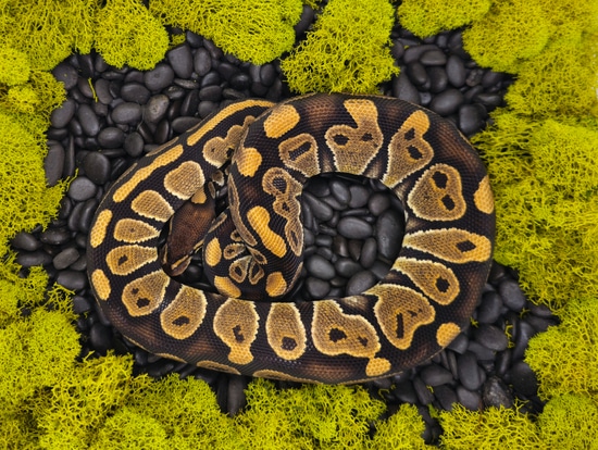 Normal Ball Python by Next Day Noodles