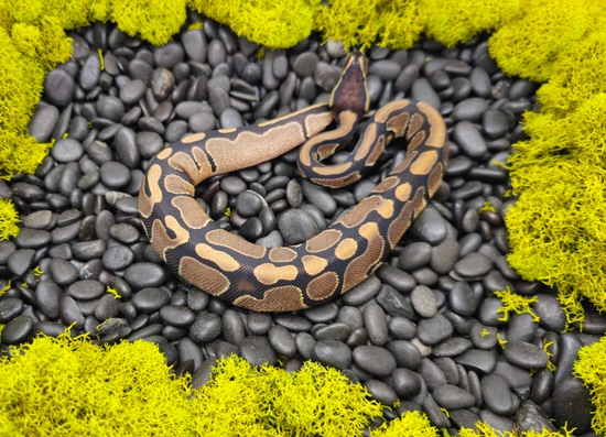 Dinker/Import Ball Python by Next Day Noodles