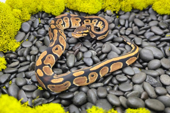 Dinker/Import Ball Python by Next Day Noodles