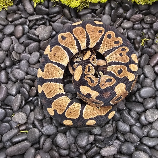Dinker/Import Ball Python by Next Day Noodles