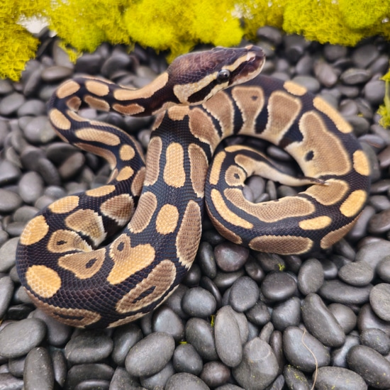 Dinker/Import Ball Python by Next Day Noodles