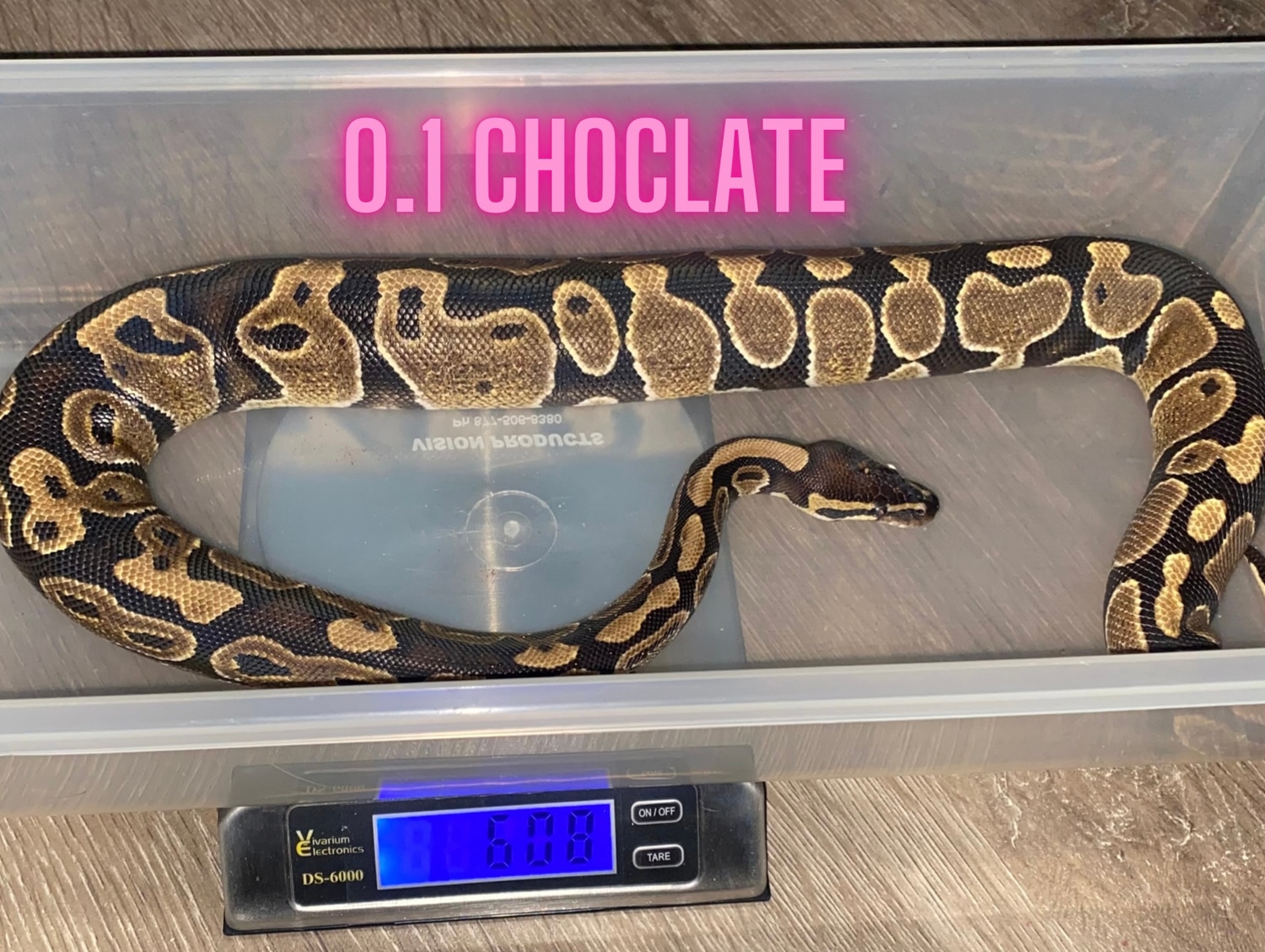 Chocolate Ball Python by Twin Dragon Balls - MorphMarket