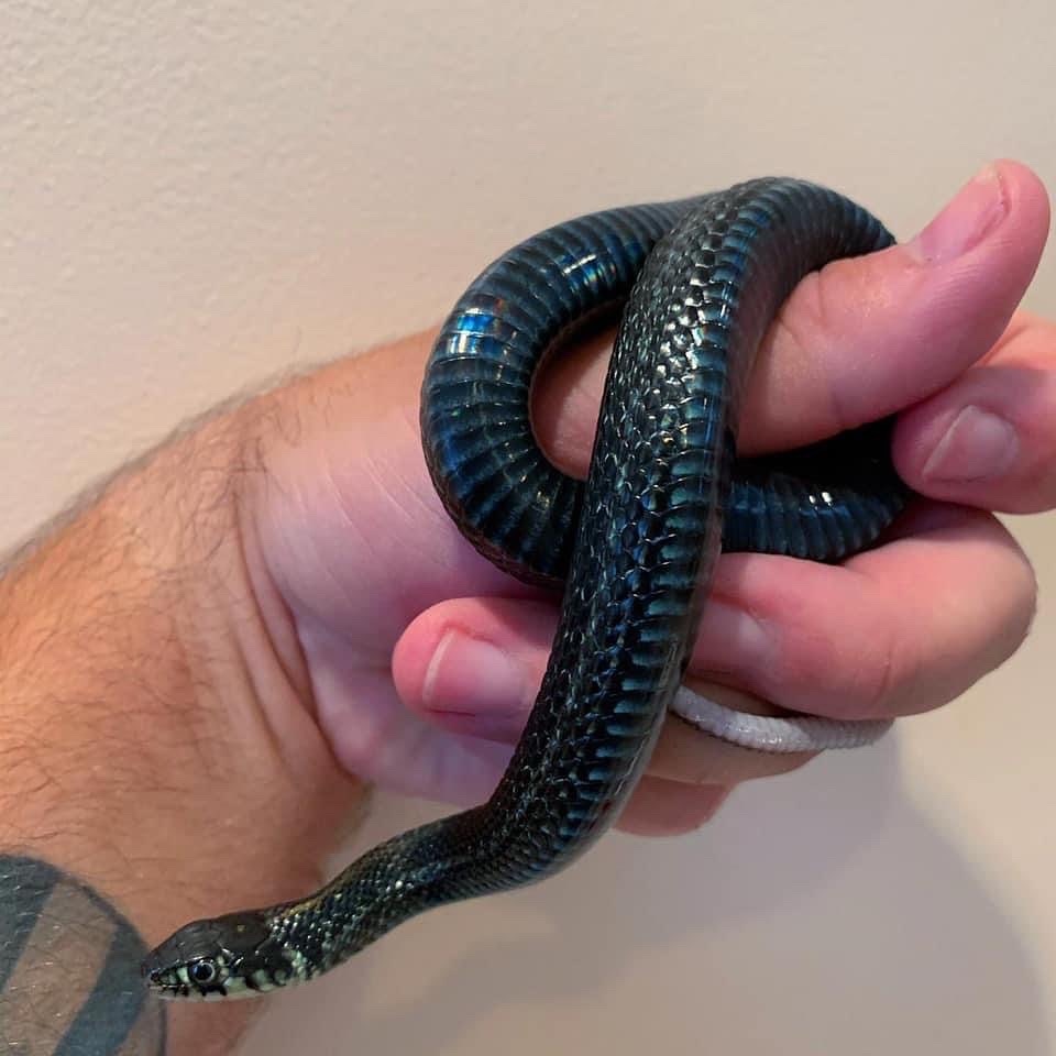 2022 Uscbb Lake Cuitzeo Garters!! Super Rare Garter Snake by Garter Guy ...