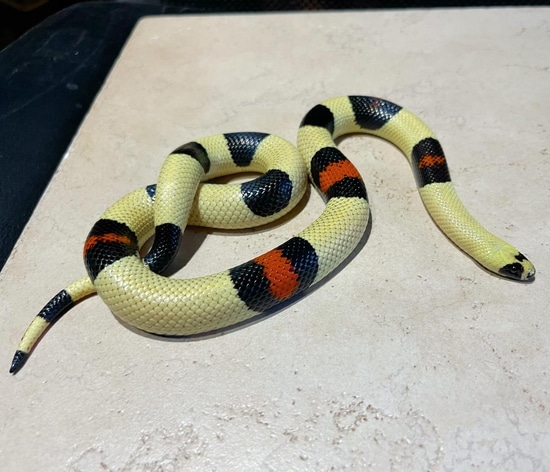 Don Shores Line Aberrant PAIR Pueblan Milk Snake by Garter Guy LLC