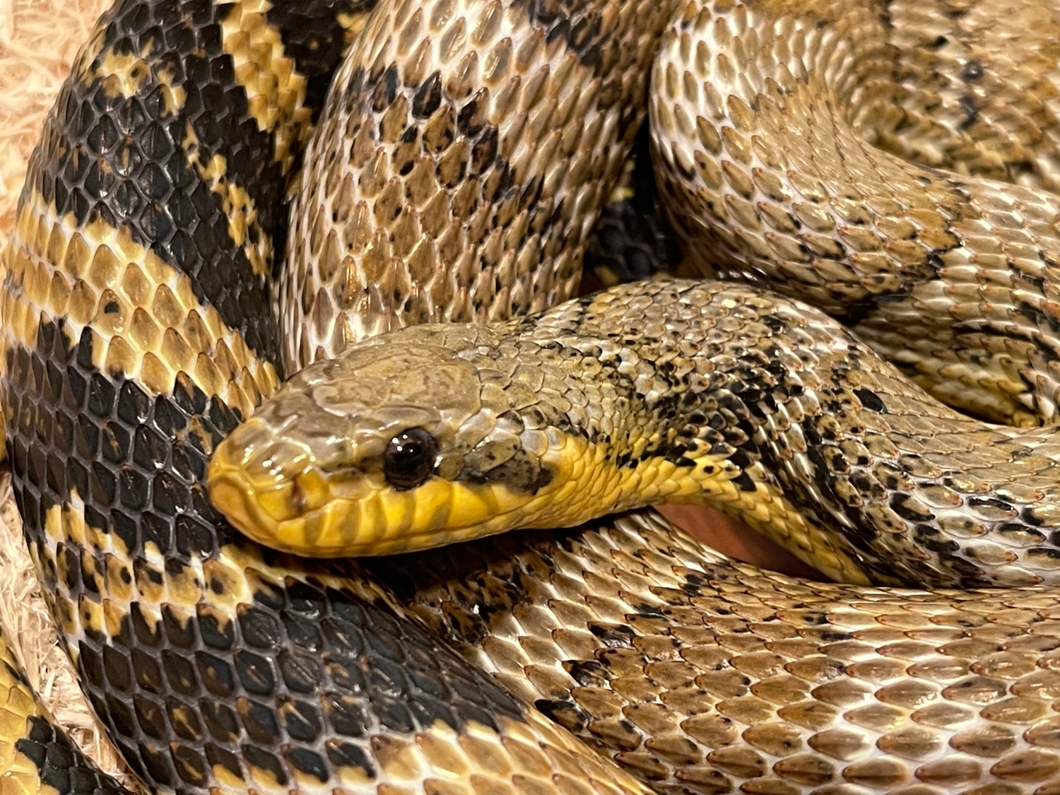 Korean Rat Snake Other Rat Snake by Garter Guy LLC - MorphMarket