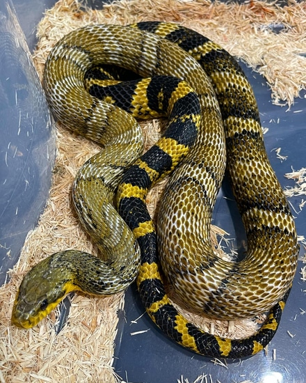 Korean Rat Snake Other Rat Snake by Garter Guy LLC