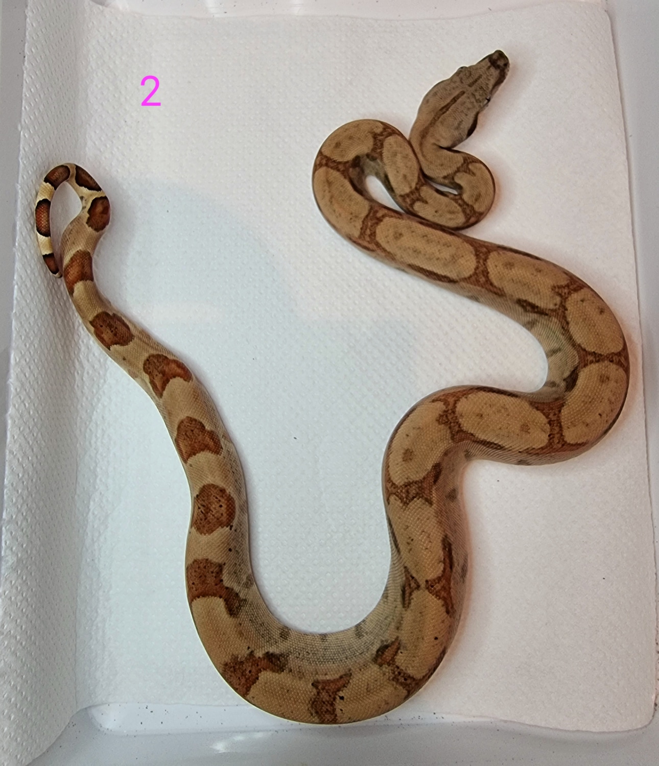 Hypo Jungle 66% Het Khal Albino Boa Constrictor by RG Boa Morphs UK ...