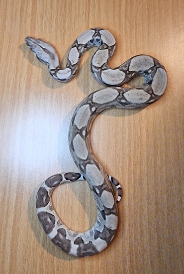 2023 Ghost Het Sharp Boa Constrictor by RG Boa Morphs UK