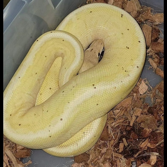 Banana Cinnamon Pinstripe Pos Black Head Ball Python by RGD Reptiles