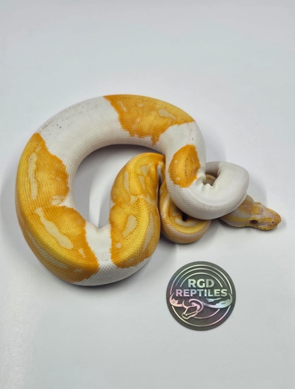 Albino Toffee Piebald Ball Python by RGD Reptiles