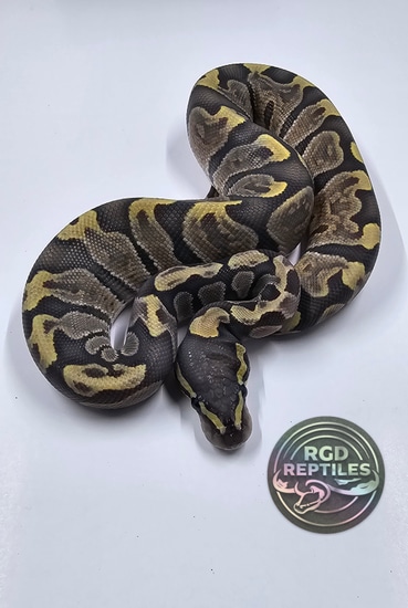 GHI Hypo Ball Python by RGD Reptiles