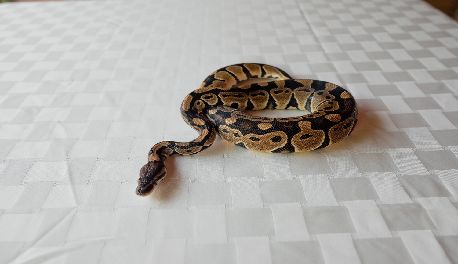 HRA Ball Python by Gough Exotics - MorphMarket