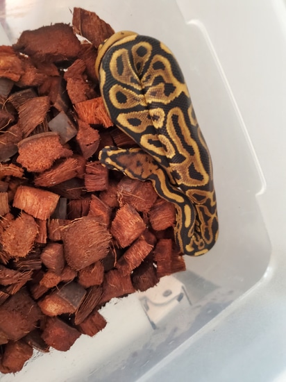 Spotnose Leopard Pos Het Clown Ball Python by Pippin Balls Exotics