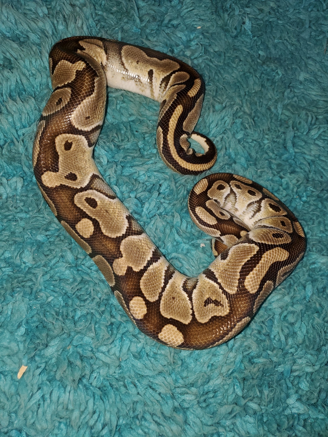 Special Ball Python by Pippin Balls Exotics - MorphMarket