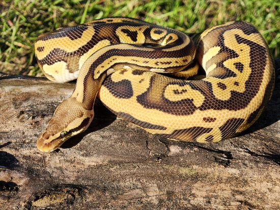 Pastel Mojave Leopard Het Clown Ball Python by Pippin Balls Exotics