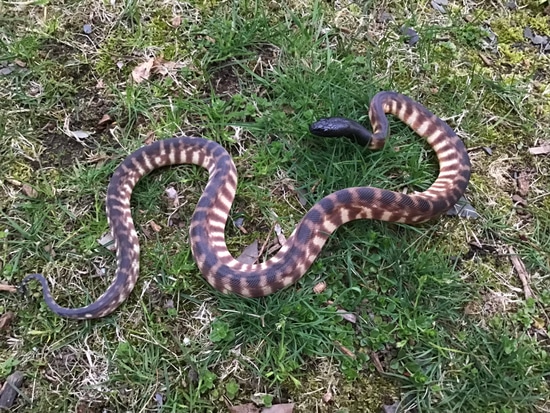 2024 Het Axanthic Black Headed Python Black-Headed Python by Ryan's ...