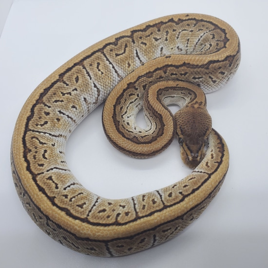 Cypress Honey Pinstripe Ball Python by Rare Genetics Reptiles