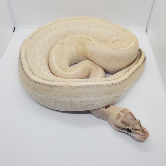 Puma Ball Python by Rare Genetics Reptiles