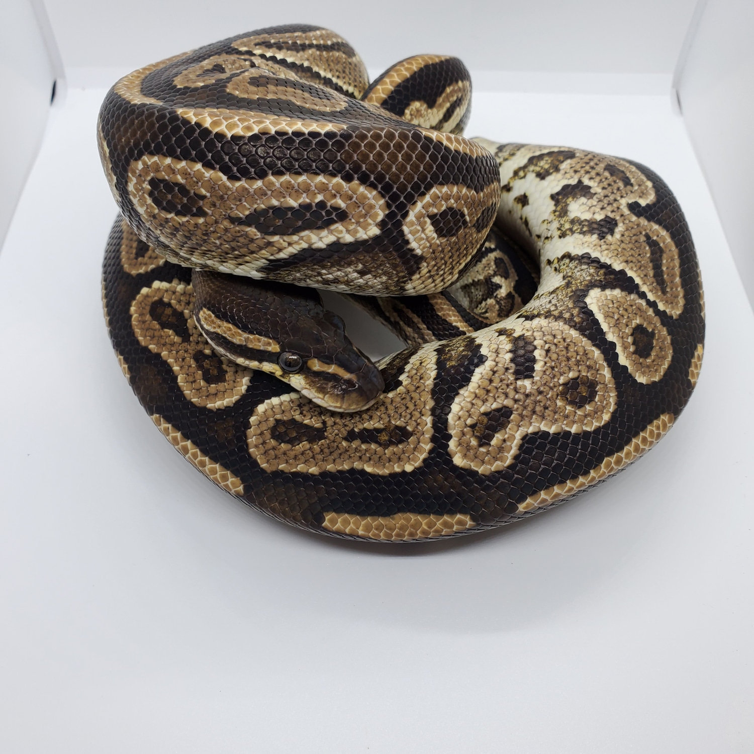 Bongo Ball Python by Rare Genetics Reptiles - MorphMarket