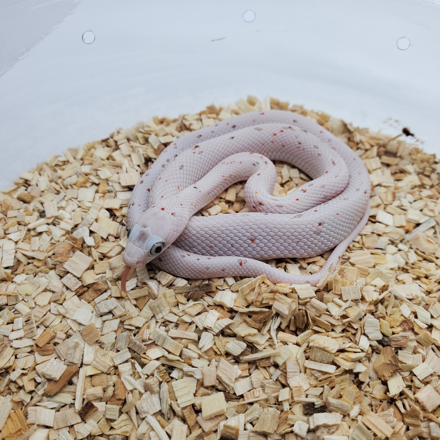 Palmetto Corn Snake by Rare Genetics Reptiles - MorphMarket