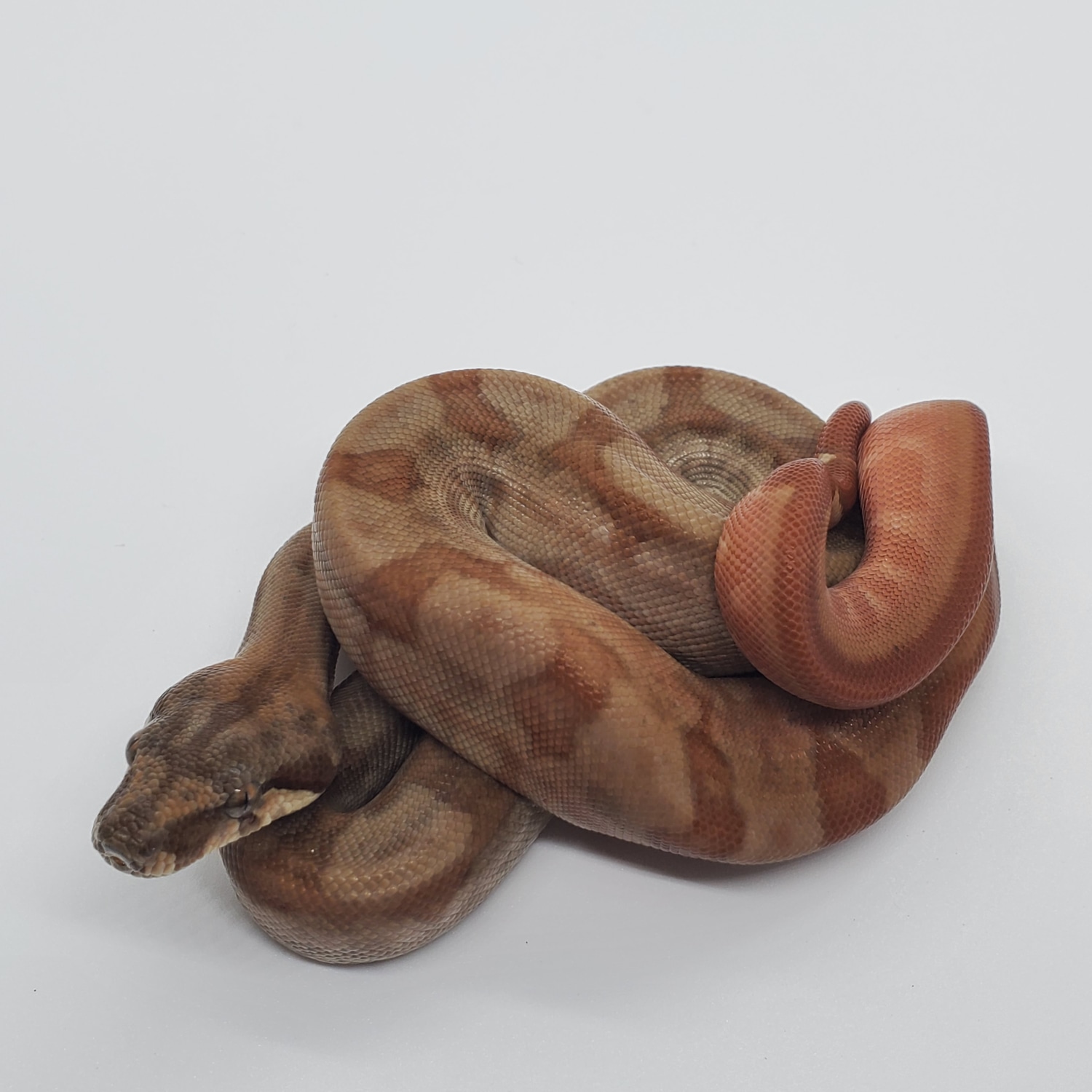 T+ Sunglow Motley Nicaragua Boa Constrictor by Rare Genetics Reptiles ...